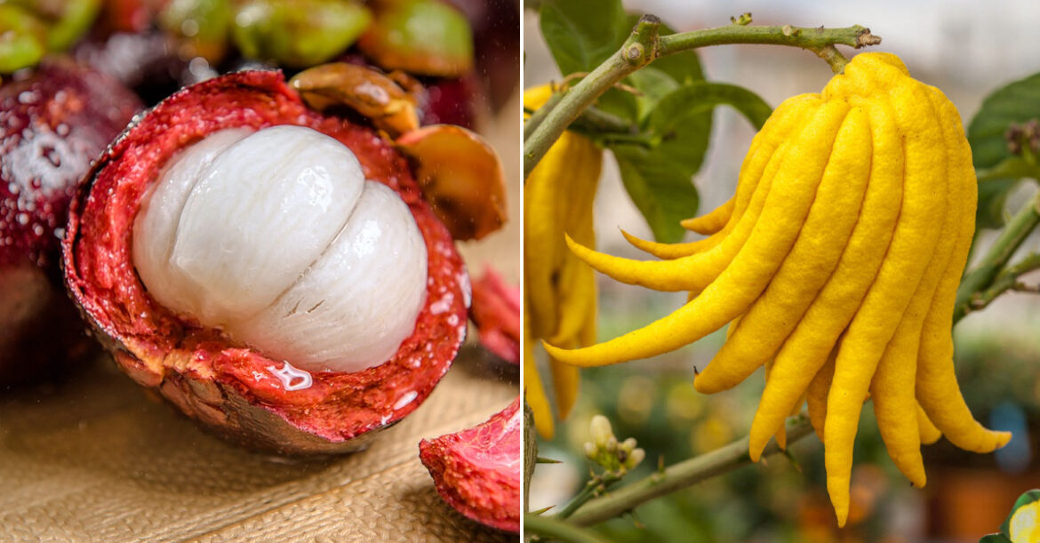 Quel est le fruit le plus connu au monde ? – LesRecettes | Meilleures ...