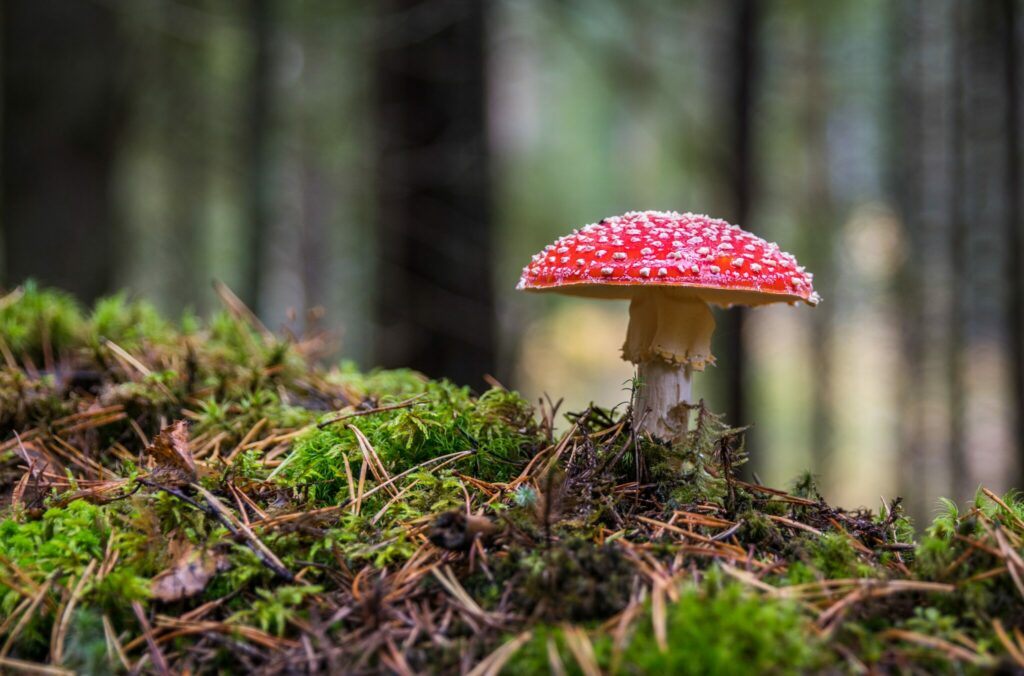 Quels sont les champignons dangereux ? – LesRecettes | Meilleures Idées ...