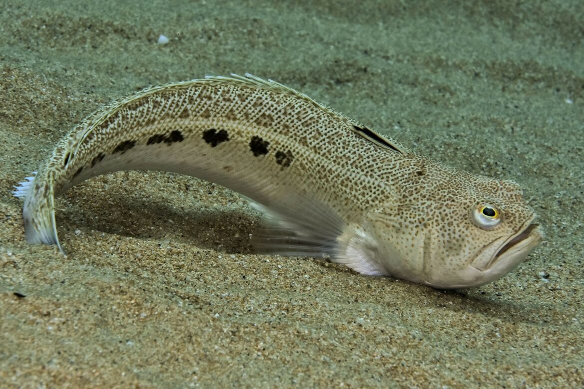Quels sont les poissons de la Méditerranée