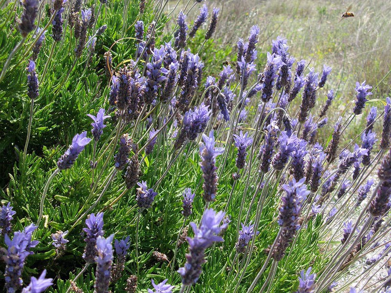 Quelle lavande n'est pas comestible ? - LesRecettes | Meilleures Idées ...
