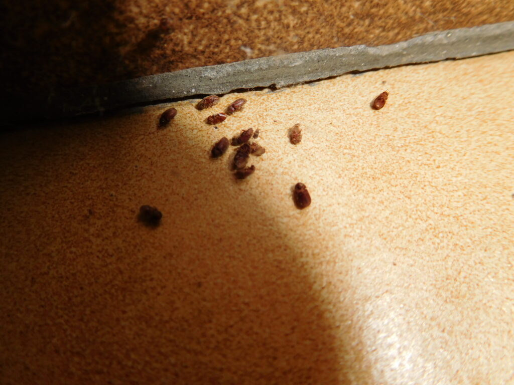 Quels sont ces petits insectes dans mes placards de cuisine ...