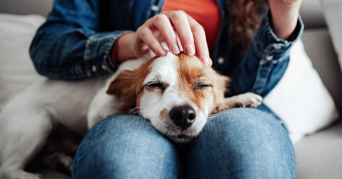 Pourquoi caresser un chien est bon pour votre cerveau – LesRecettes ...